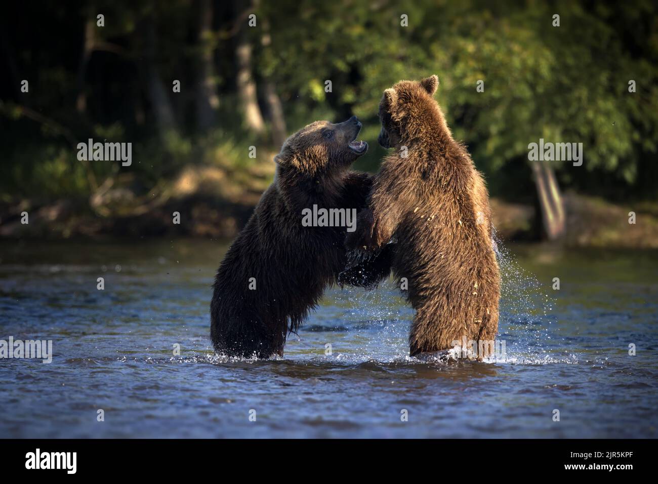 A closeup shot of two large brown bears fighting in a river water with ...