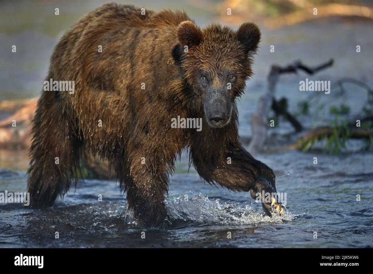A closeup shot of a brown bear standing in a river with tree branches ...