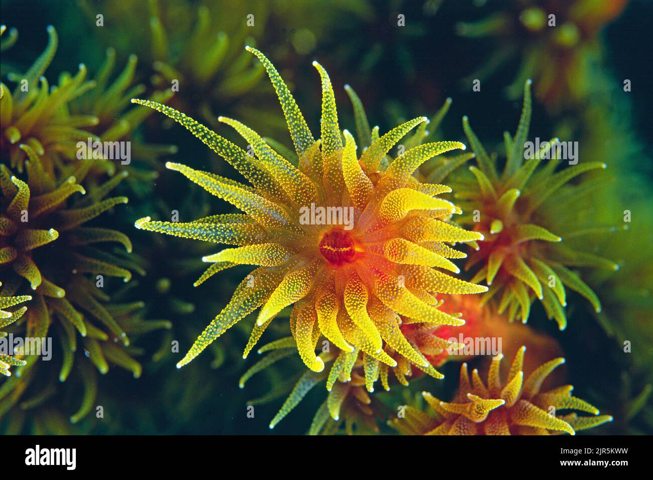 Colonies in asia hi-res stock photography and images - Alamy