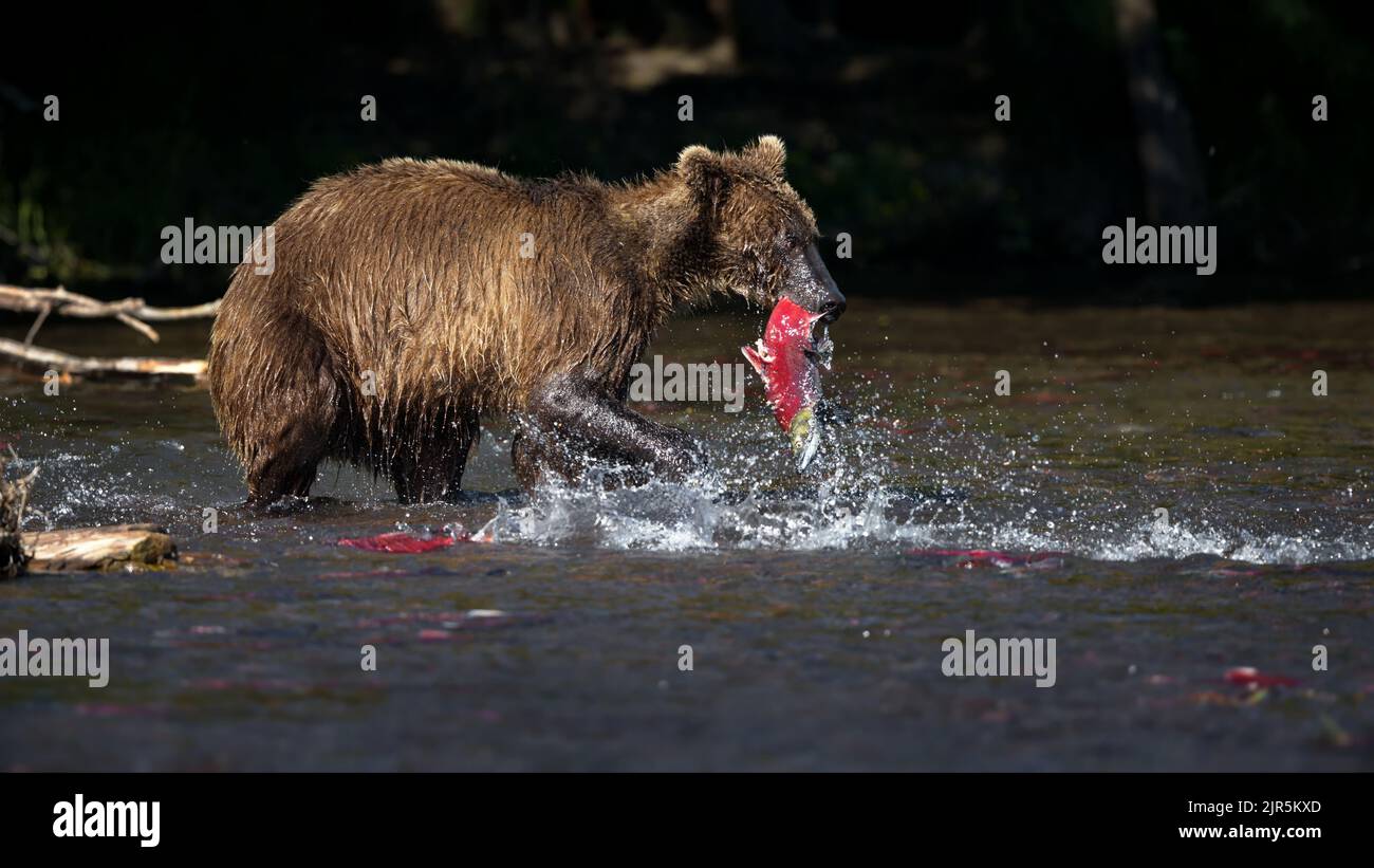 A wet brown bear eating a fish white walking in a river with a blur ...