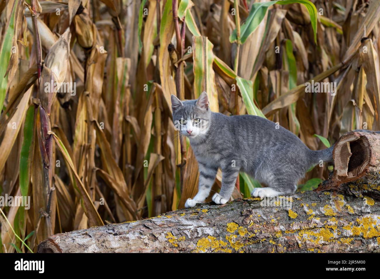 Domestic cat cornfield hi-res stock photography and images - Alamy