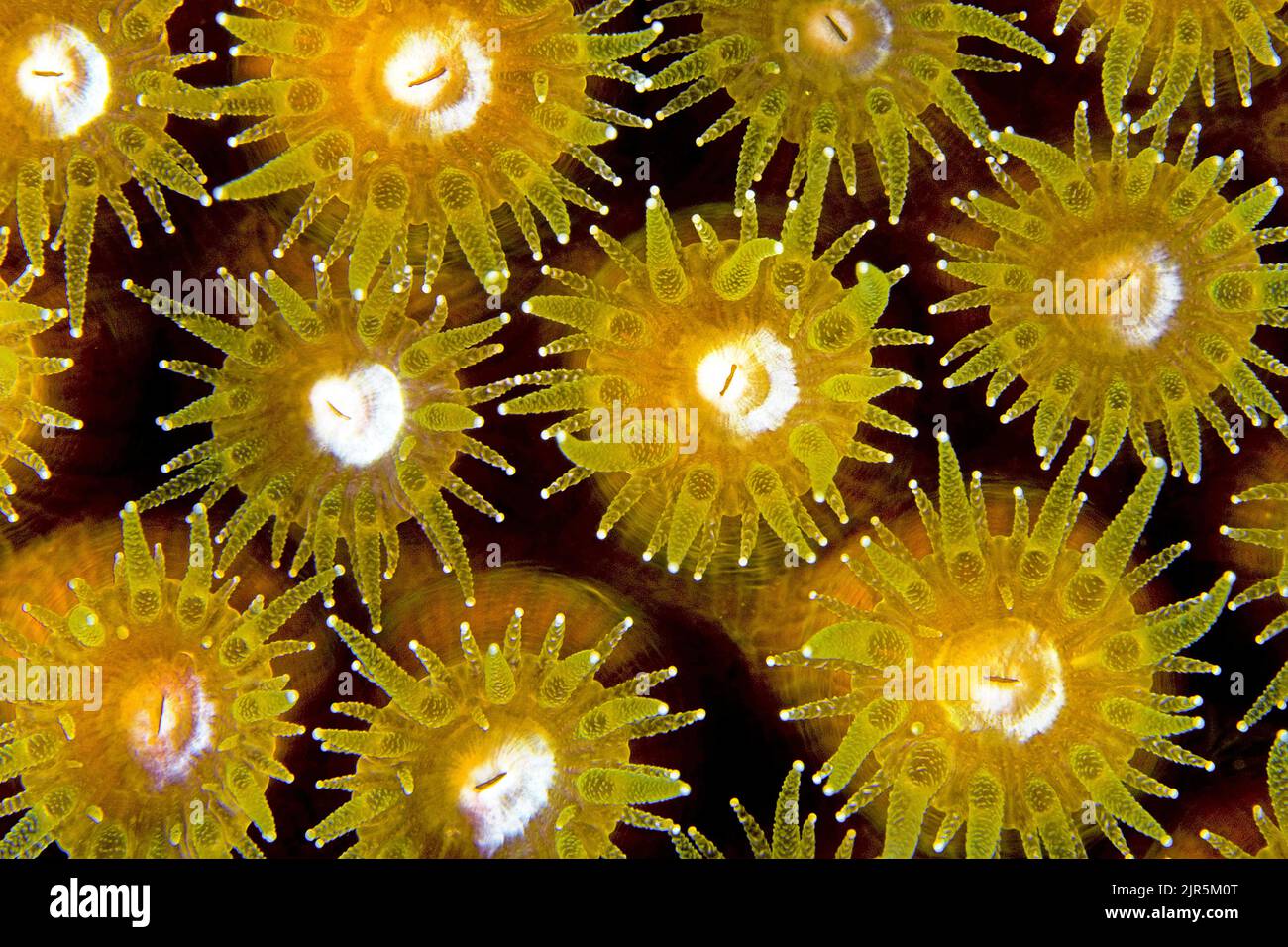 Great star corals hi-res stock photography and images - Alamy