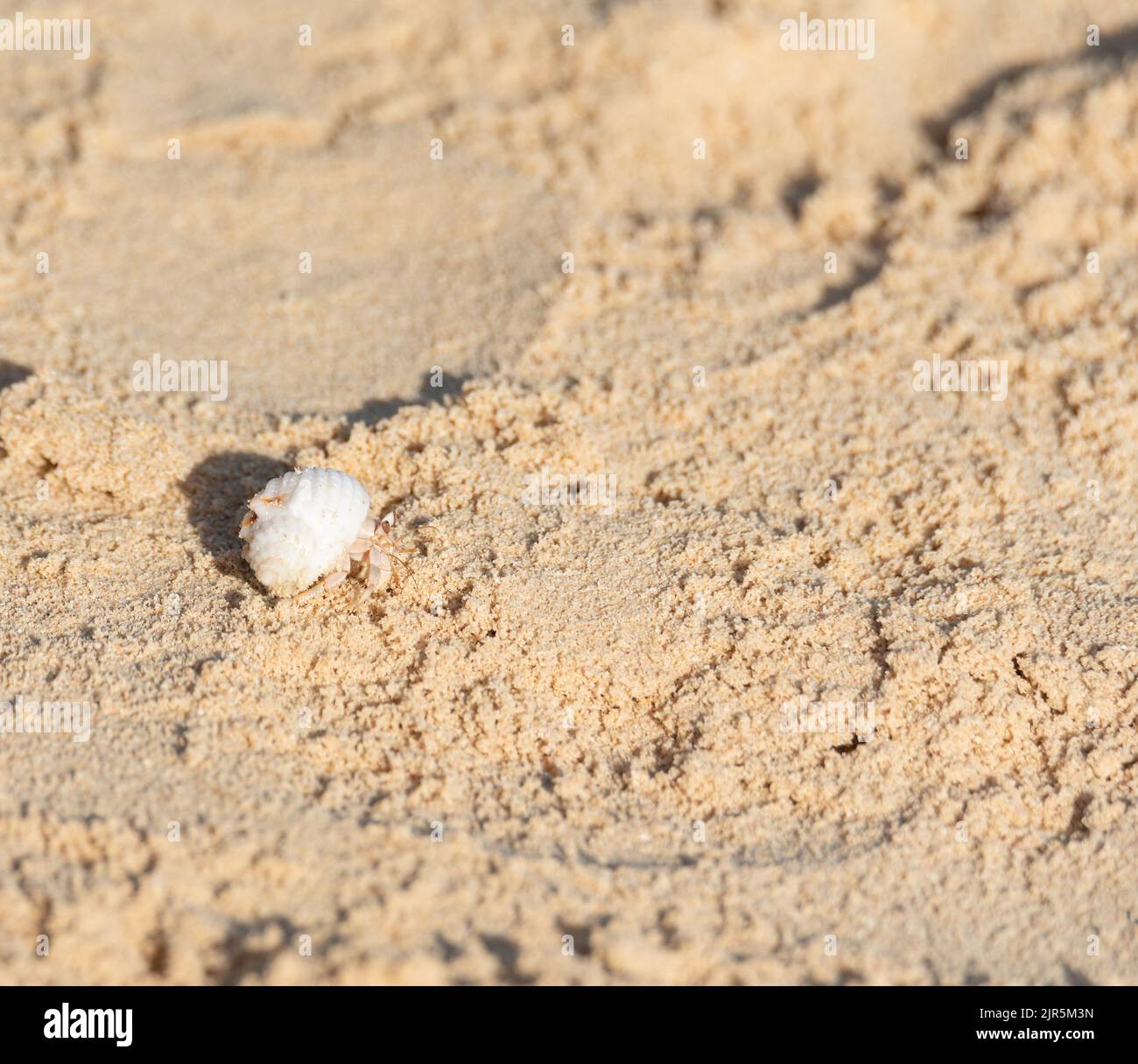 Little crab in a white shell on the sand. Animals on the beach in Egypt ...