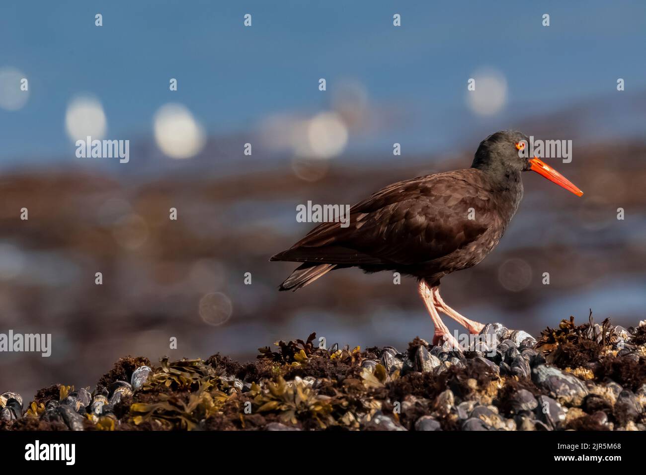 Black Oystercatchers, Haematopus bachmaniat, on mussel bed at low tide ...