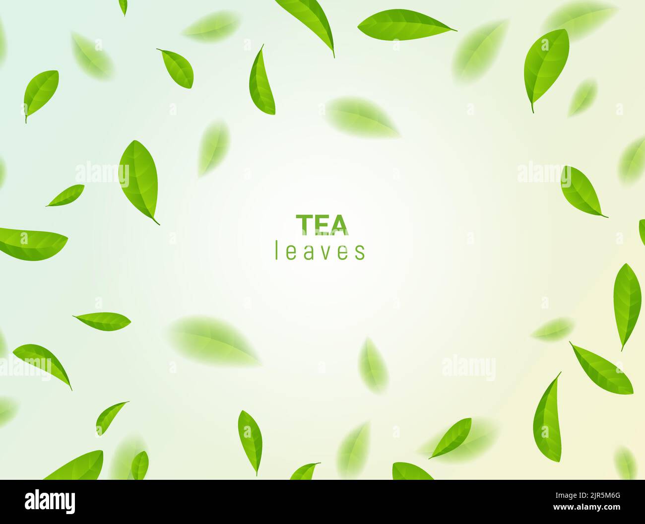 Green tea vector background mint eco illustration. Organic green tea ...