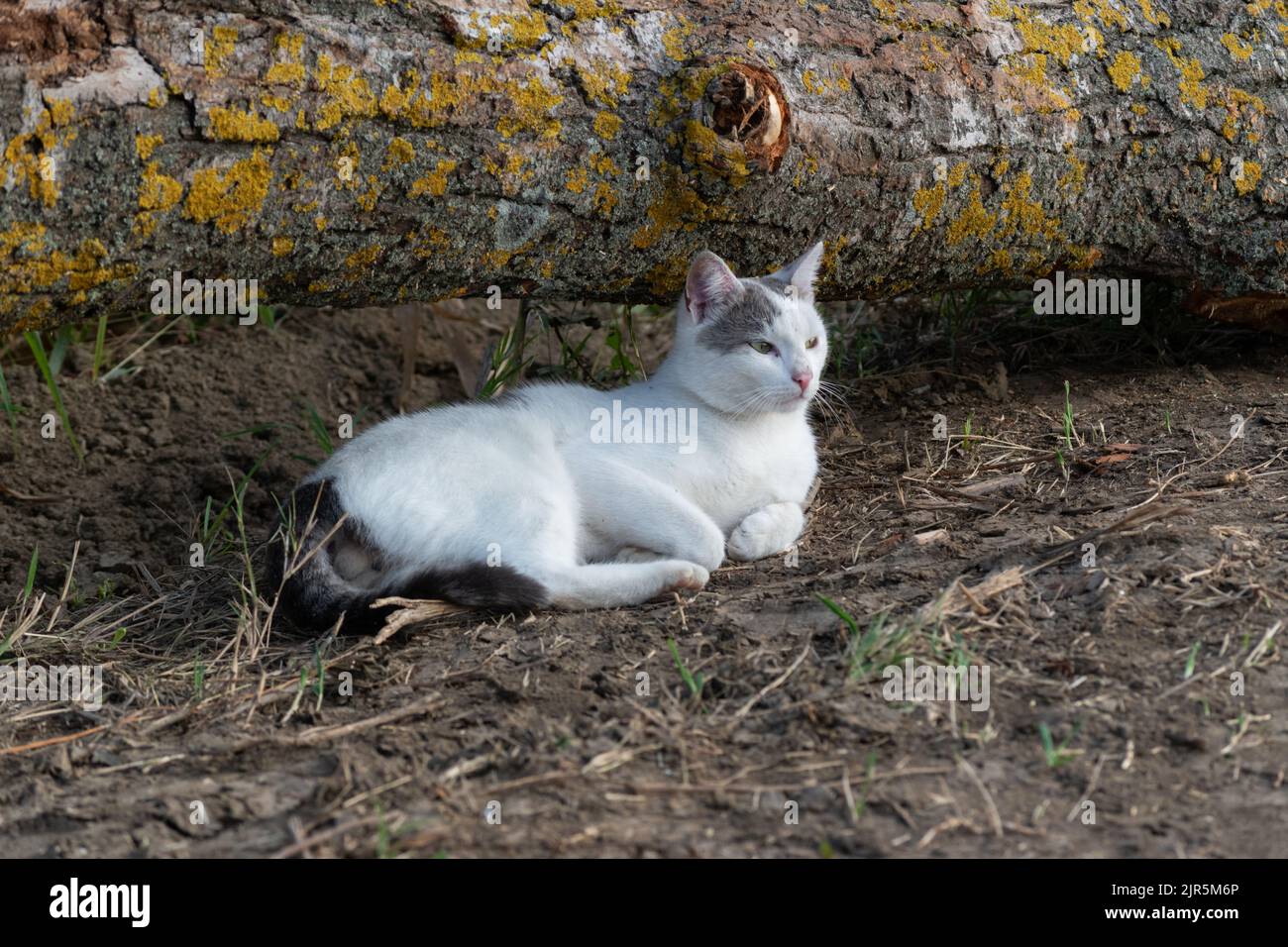 A white cat with gray and black spots lies on the ground under a log ...