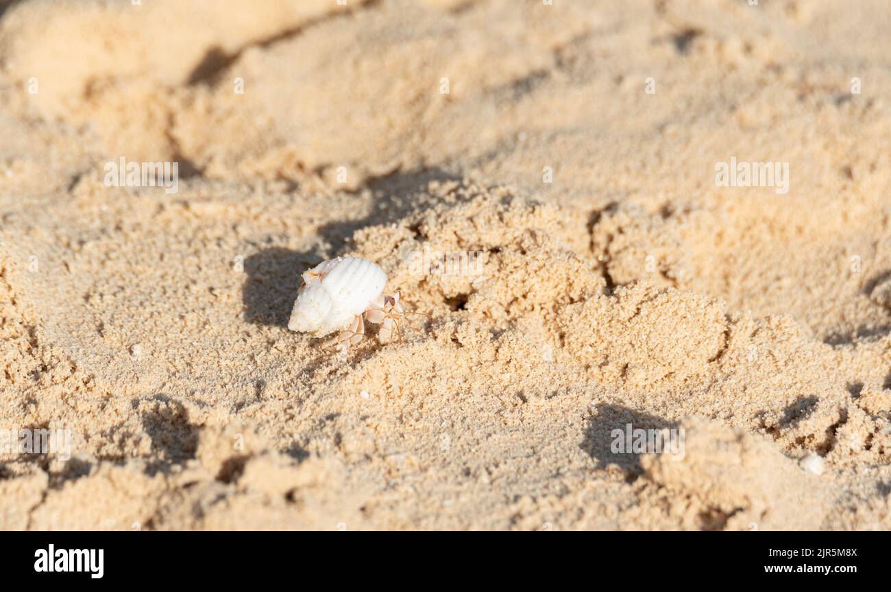 Little crab in a white shell on the sand. Animals on the beach in Egypt ...