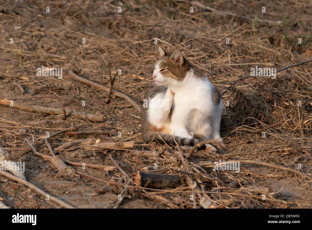 Scratches on her leg hi-res stock photography and images - Alamy
