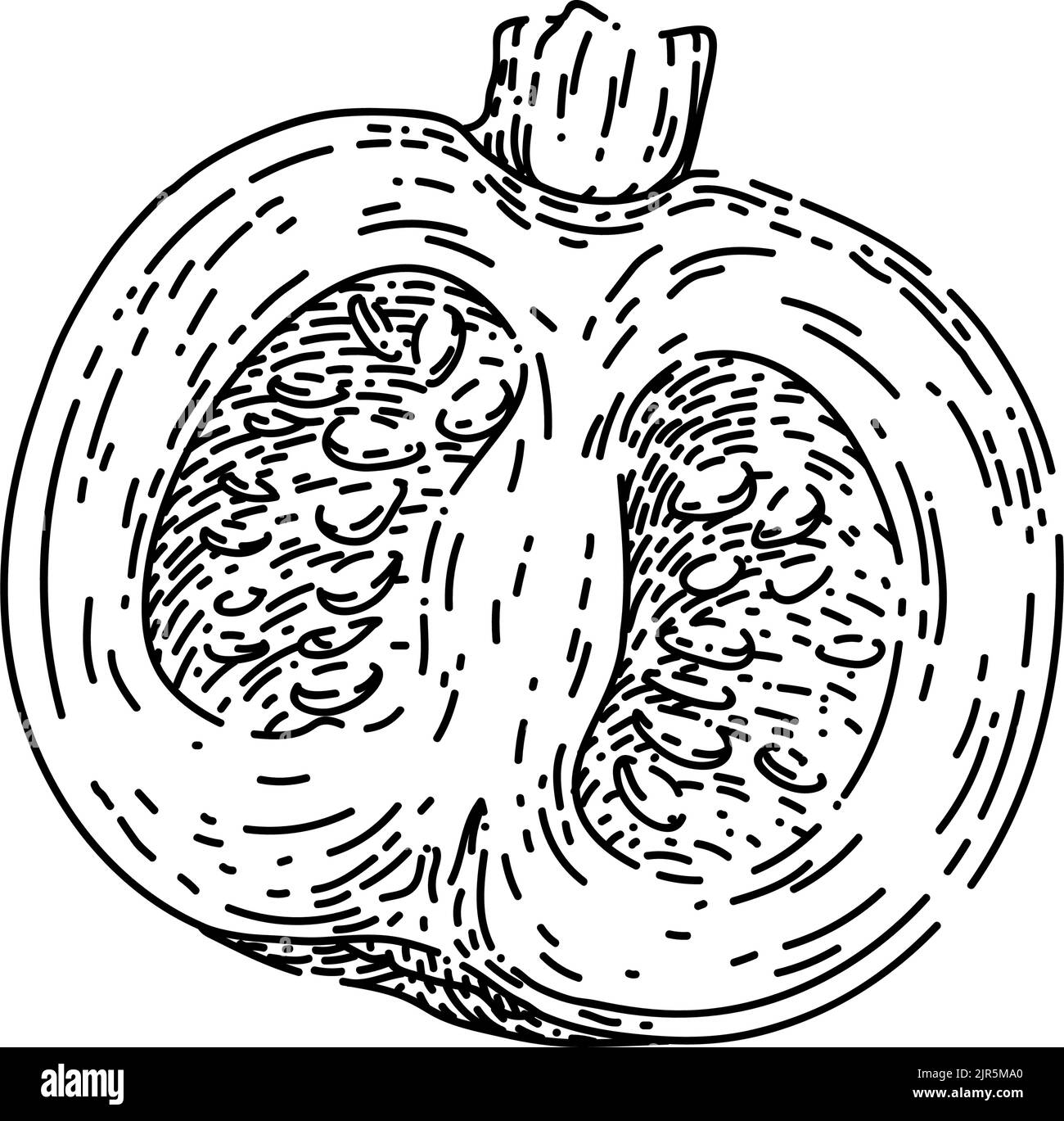 pumpkin cut sketch hand drawn vector Stock Vector Image & Art - Alamy