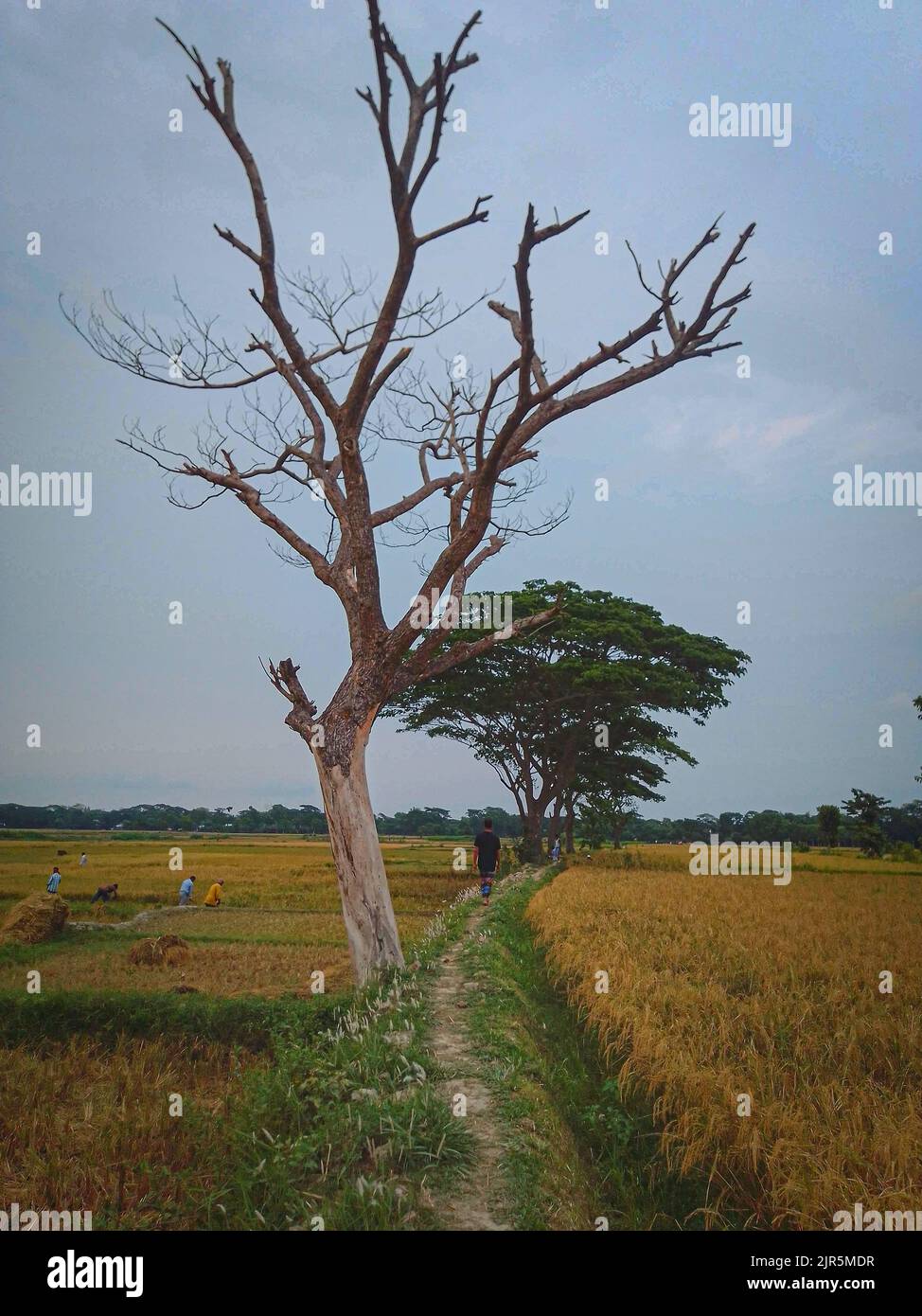 I tried to capture some most pleasant but commonly seen natural scene ...