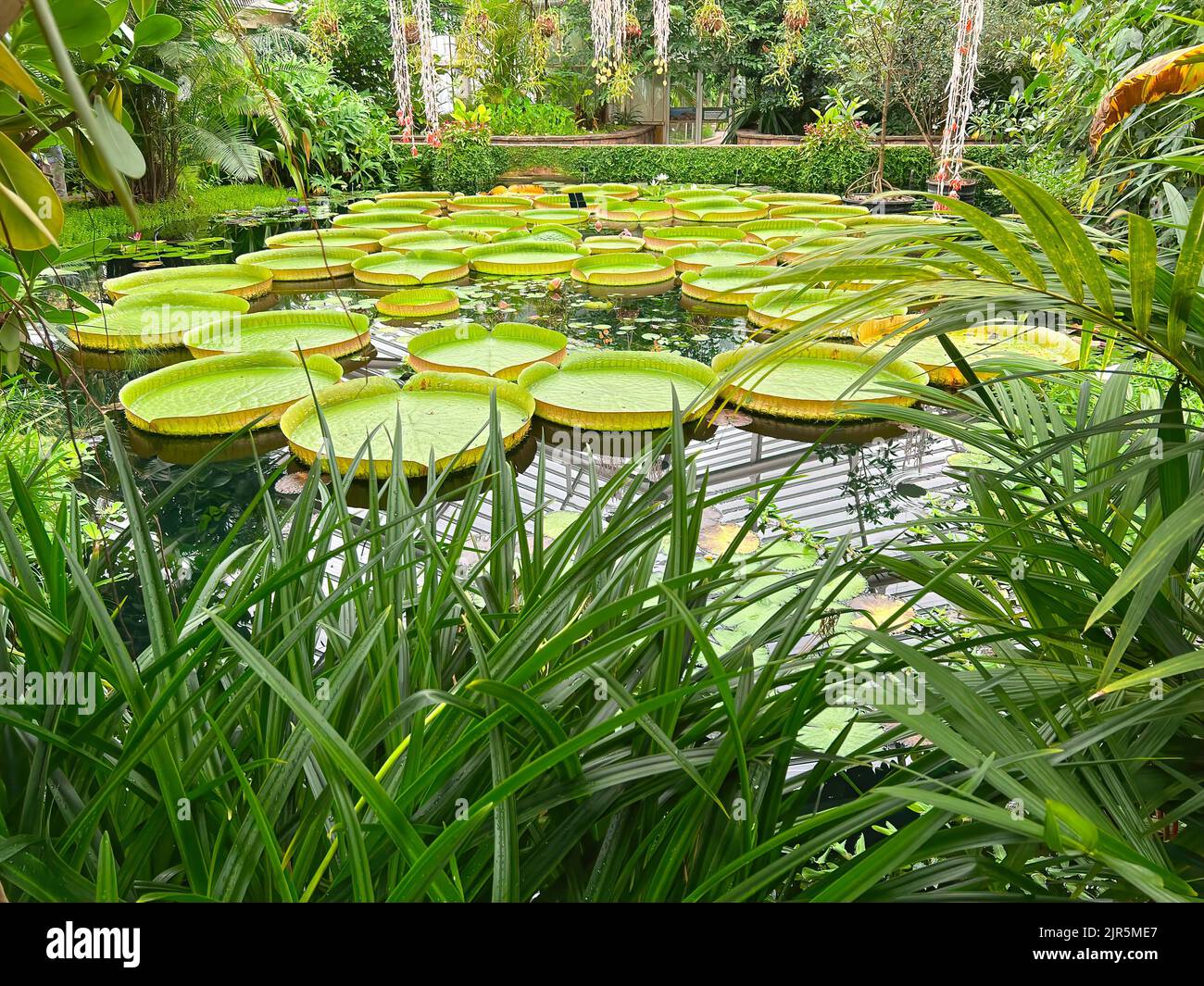 Closeup on the tropical giant waterlily, Victoria cruziana with is huge ...