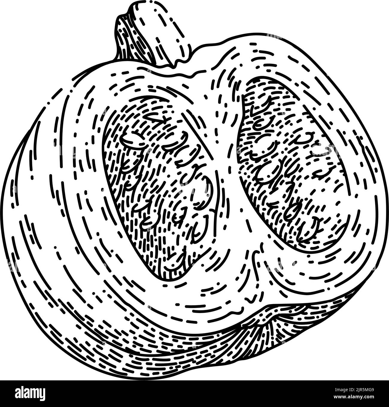 pumpkin cut sketch hand drawn vector Stock Vector Image & Art - Alamy