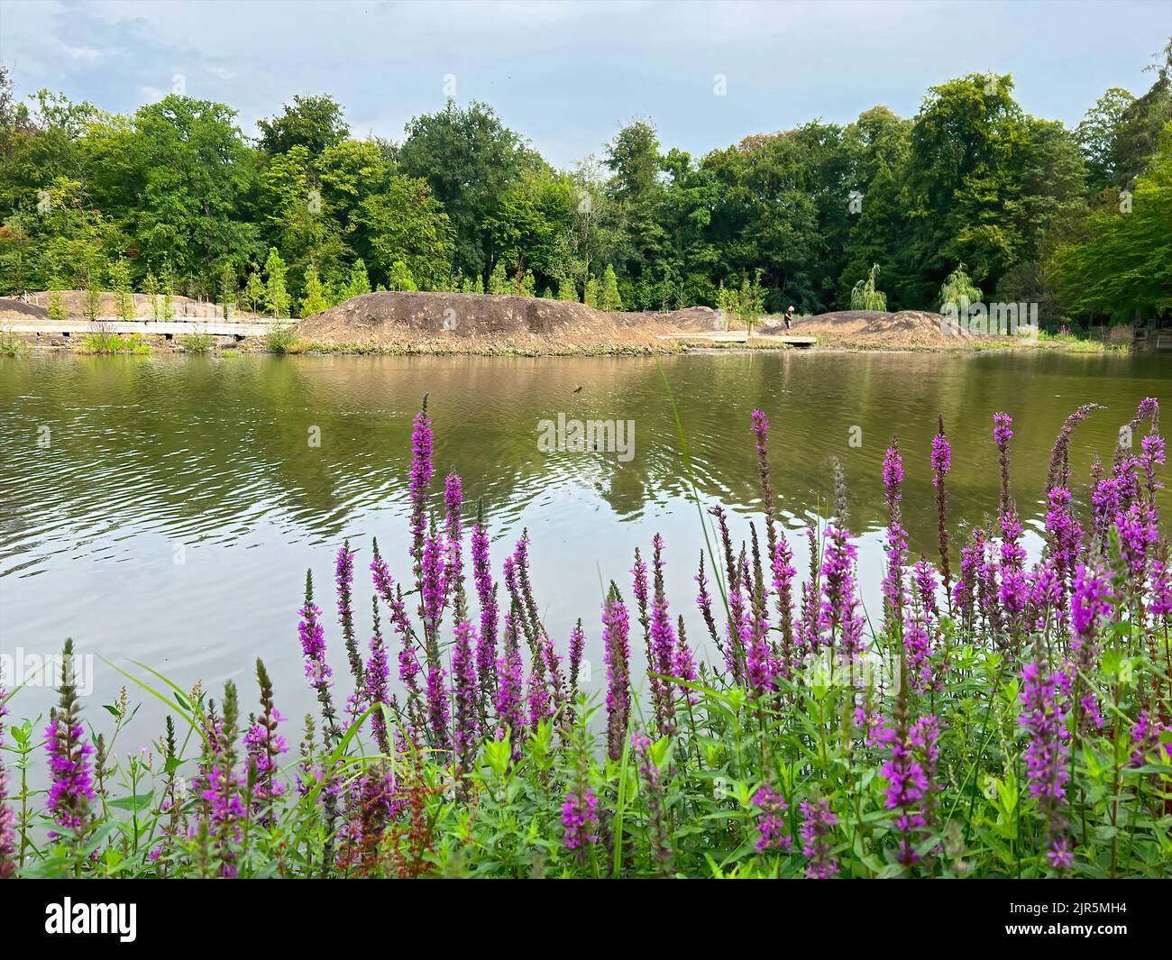 Calm, scenic shot at the waterfront with colorful flowers of the purple ...