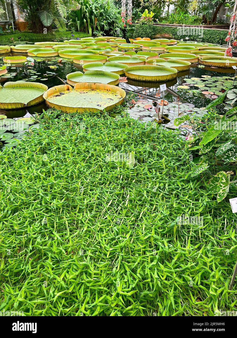 Vertical closeup on the tropical giant waterlily, Victoria cruziana ...