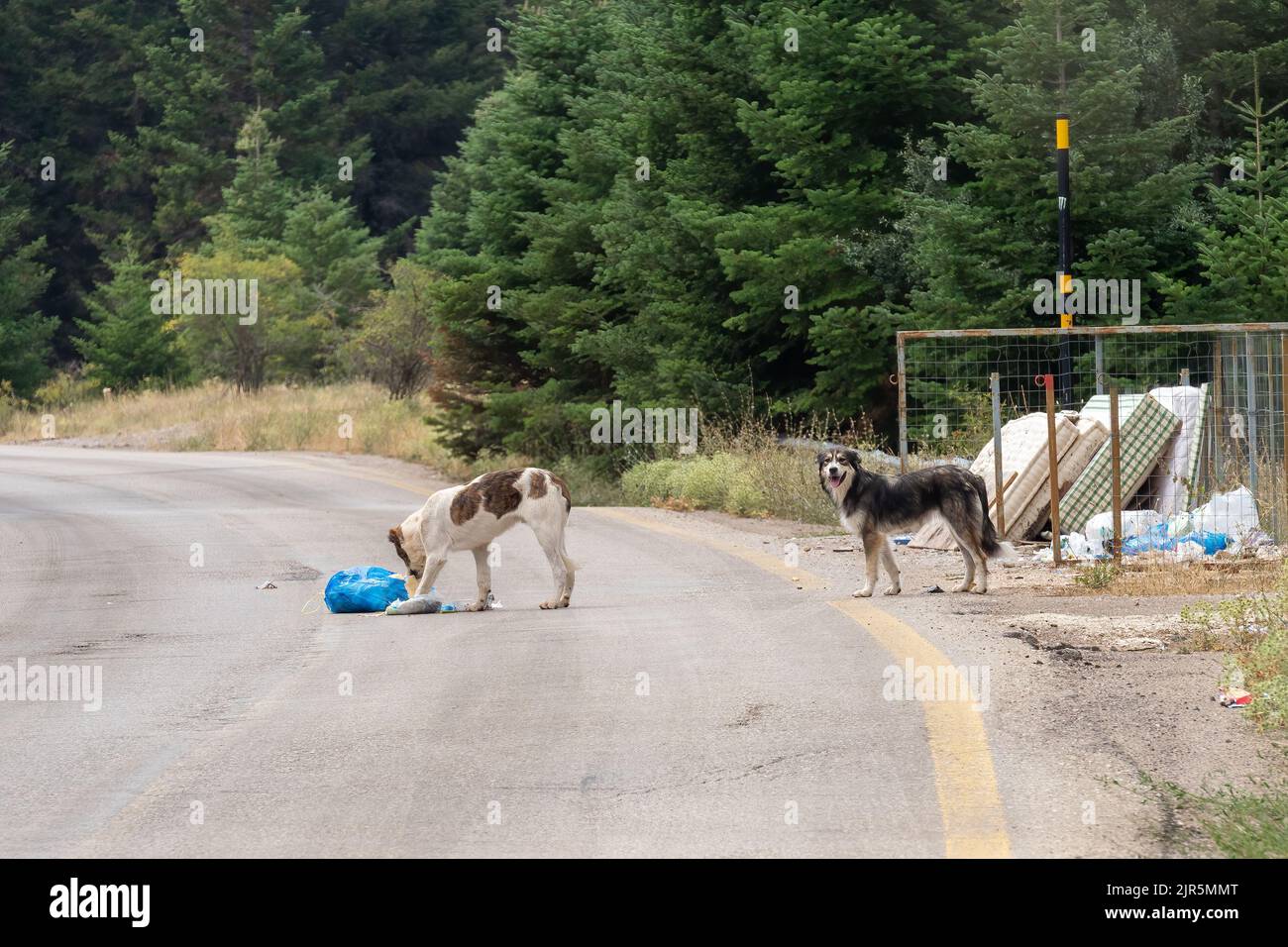 Dog searching food in garbage hi-res stock photography and images - Alamy
