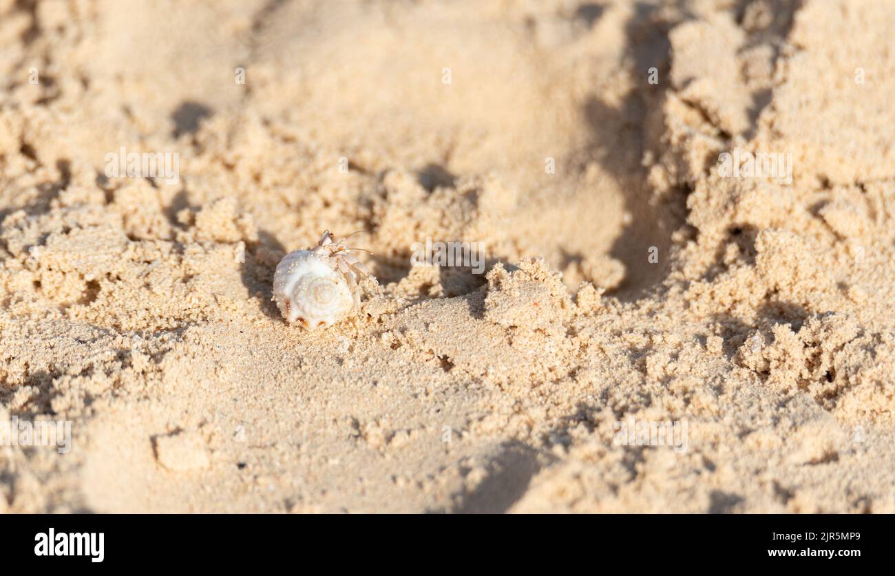 Little crab in a white shell on the sand. Animals on the beach in Egypt ...