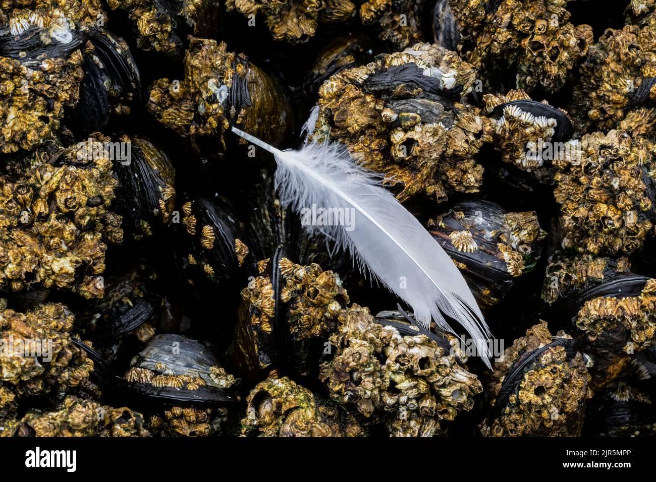 Gull feather at Tongue Point in Salt Creek Recreation Area along the ...