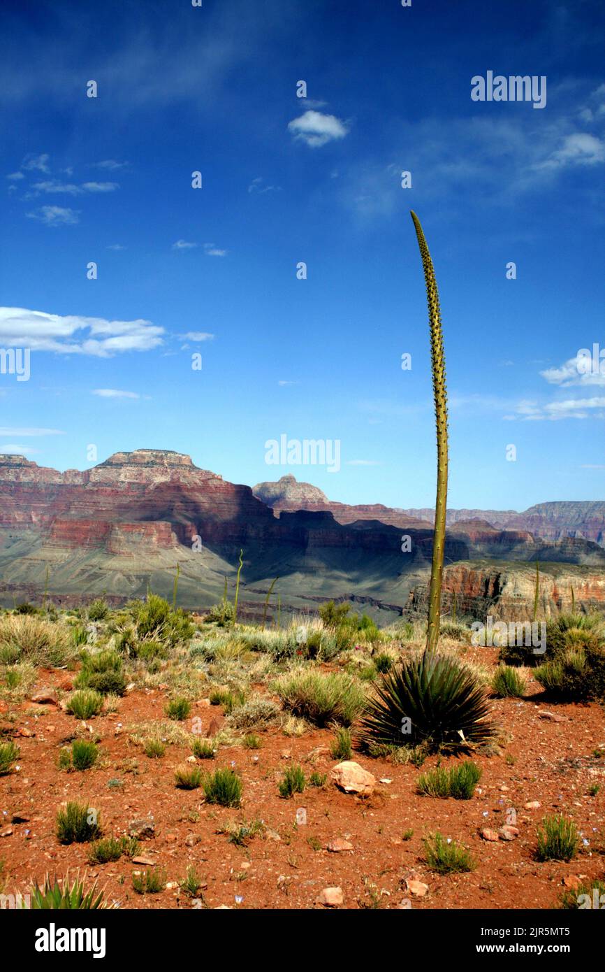 A vertical shot of an Agave utahensis plant in a rural canyon park in ...
