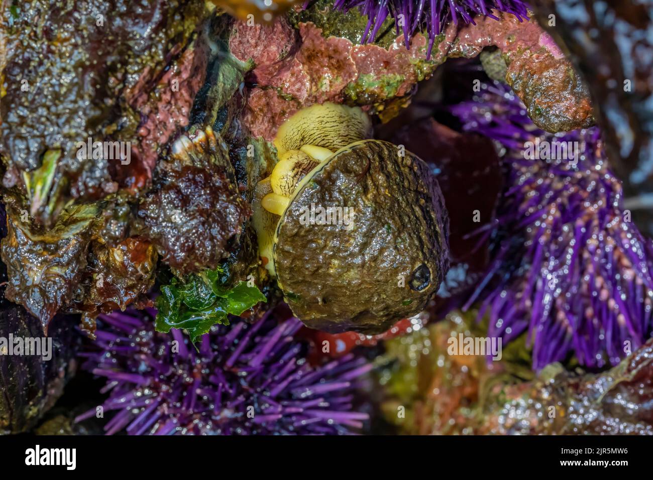 Limpet tongue hi-res stock photography and images - Alamy
