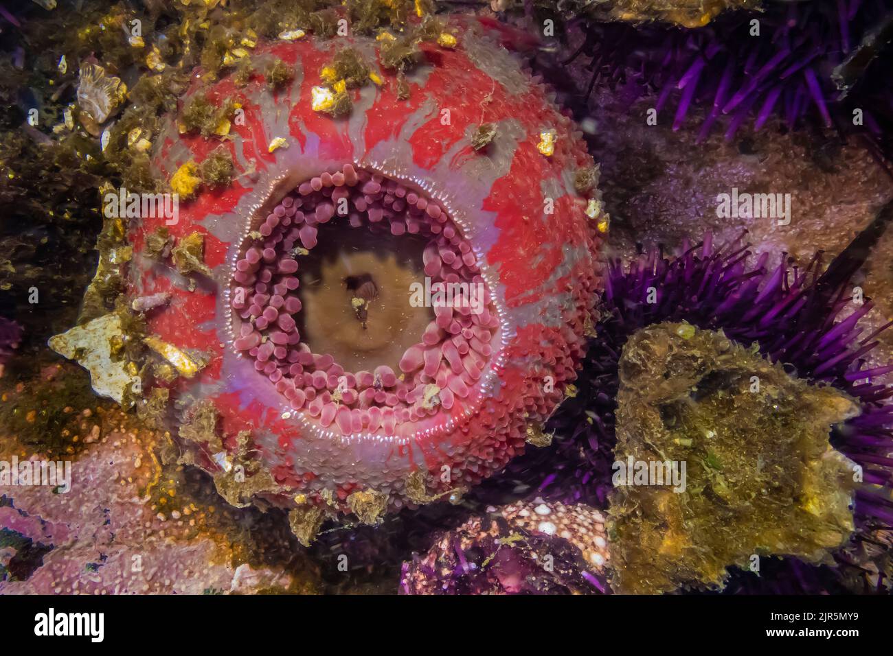 Painted Anemone, Urticina crassicornis, at Tongue Point in Salt Creek ...