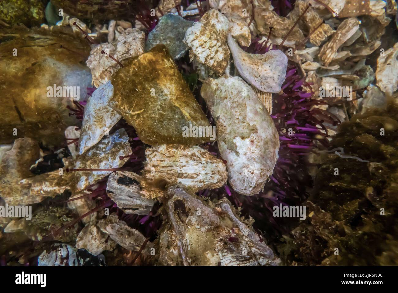 Purple Sea Urchin, Strongylocentrotus purpuratus, attached shells and ...