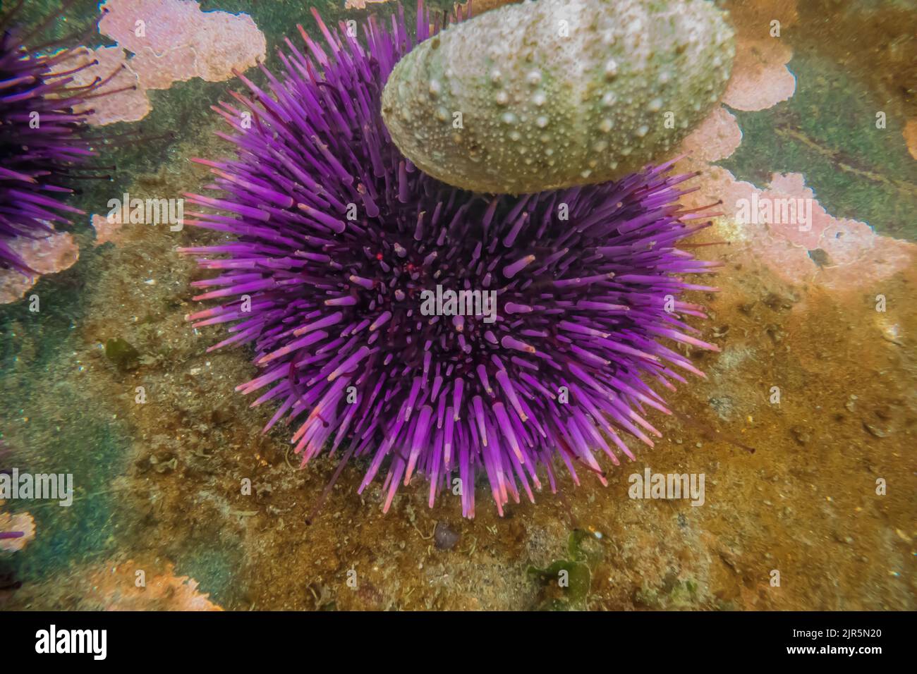 Purple Sea Urchin, Strongylocentrotus purpuratus, with dead urchin ...