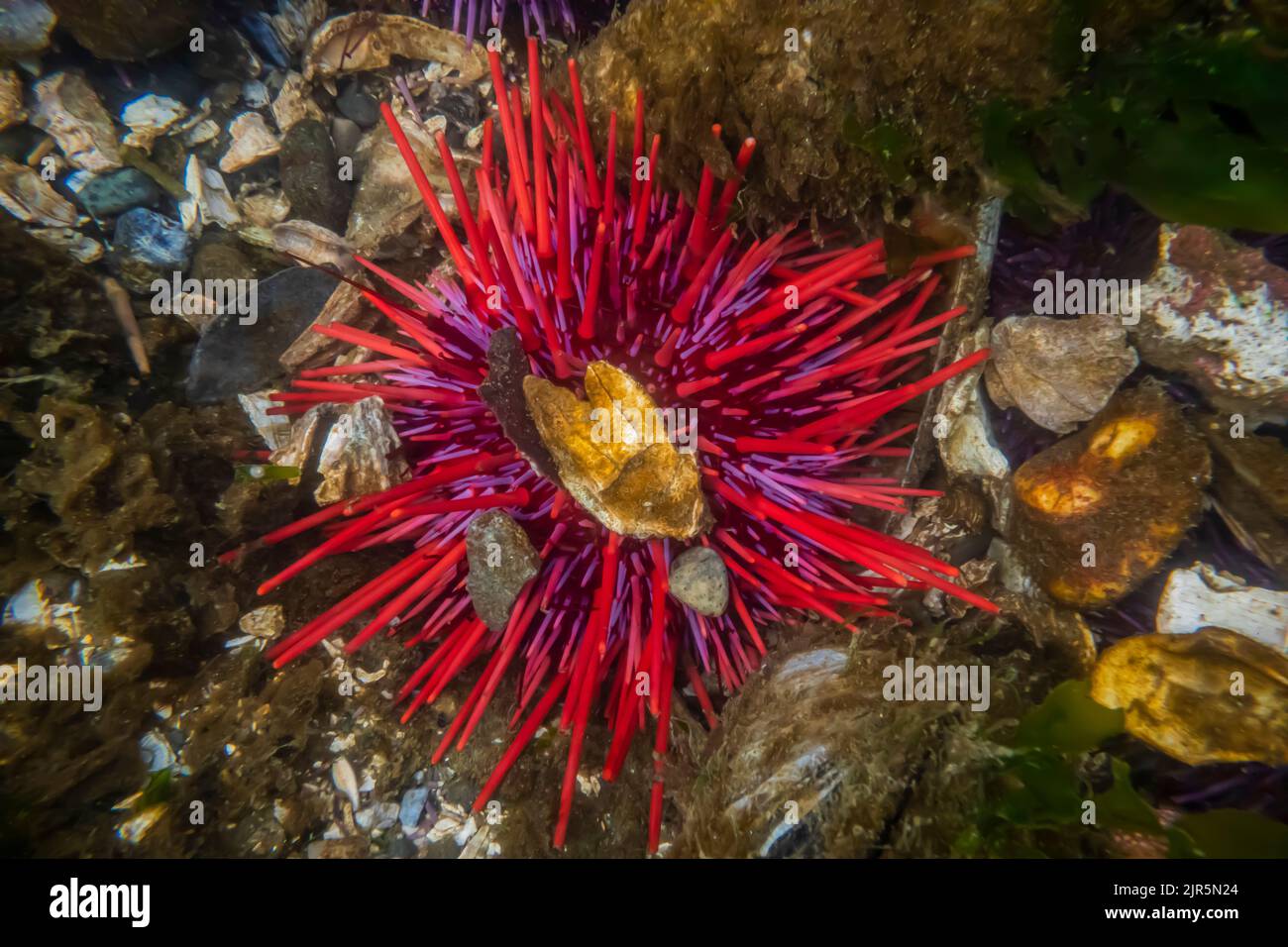 Red Sea Urchin, Mesocentrotus franciscanus, attached rocks and shells ...