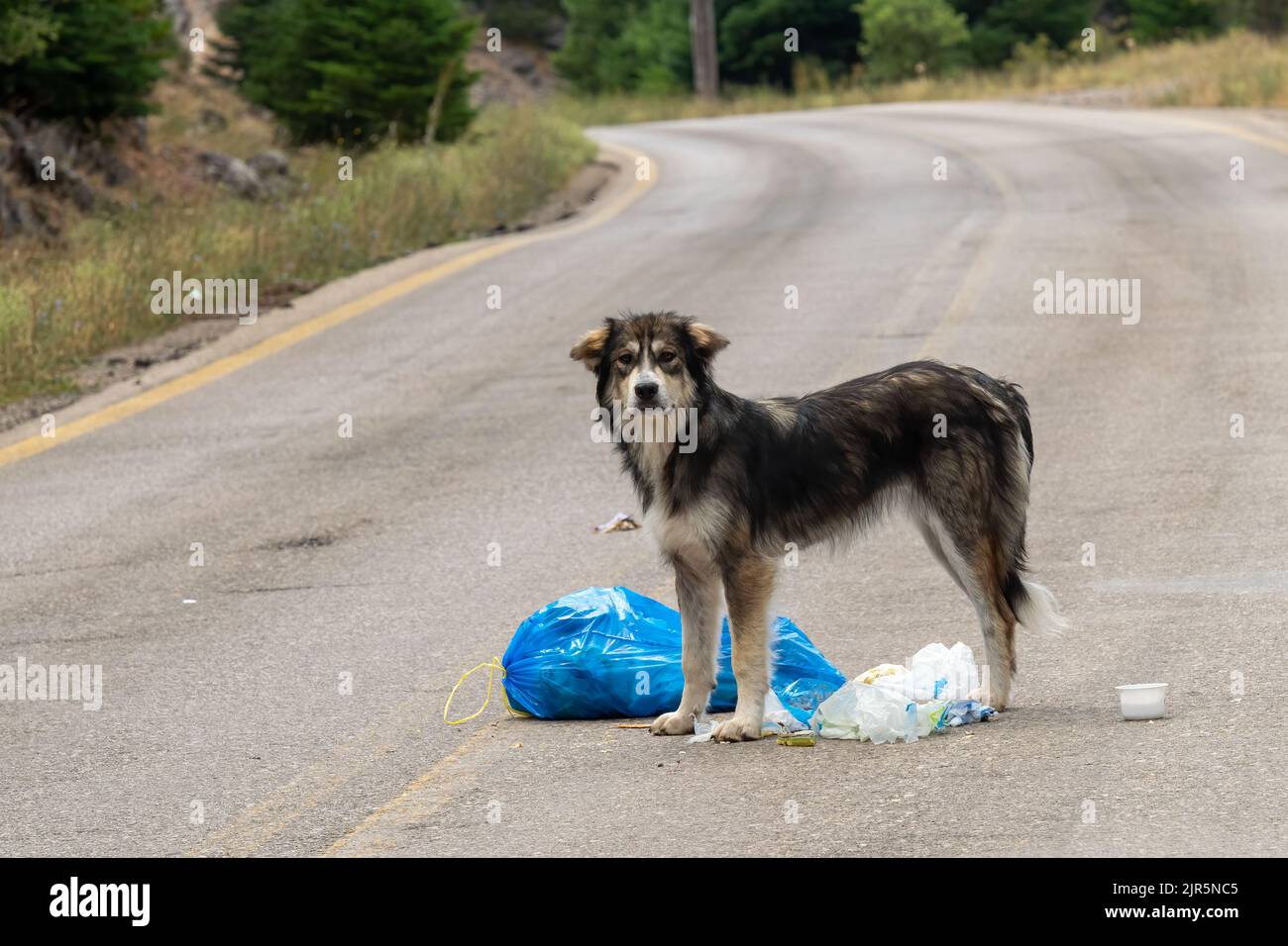 Dog searching and eating food from a bag of garbage Stock Photo - Alamy