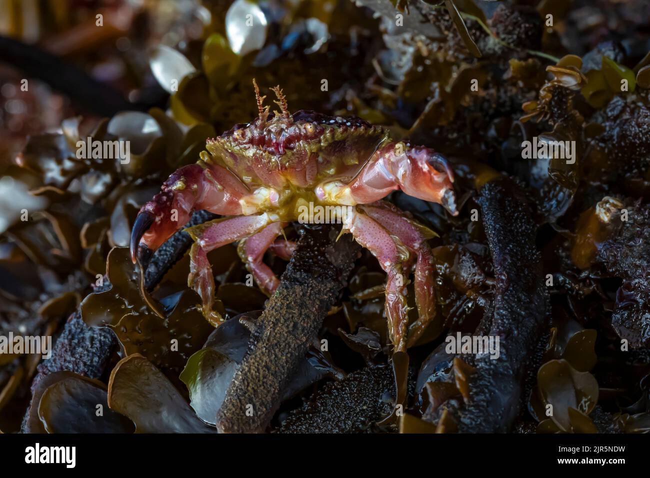 Black-clawed Crab, Lophopanopeus bellus, at Tongue Point in Salt Creek ...