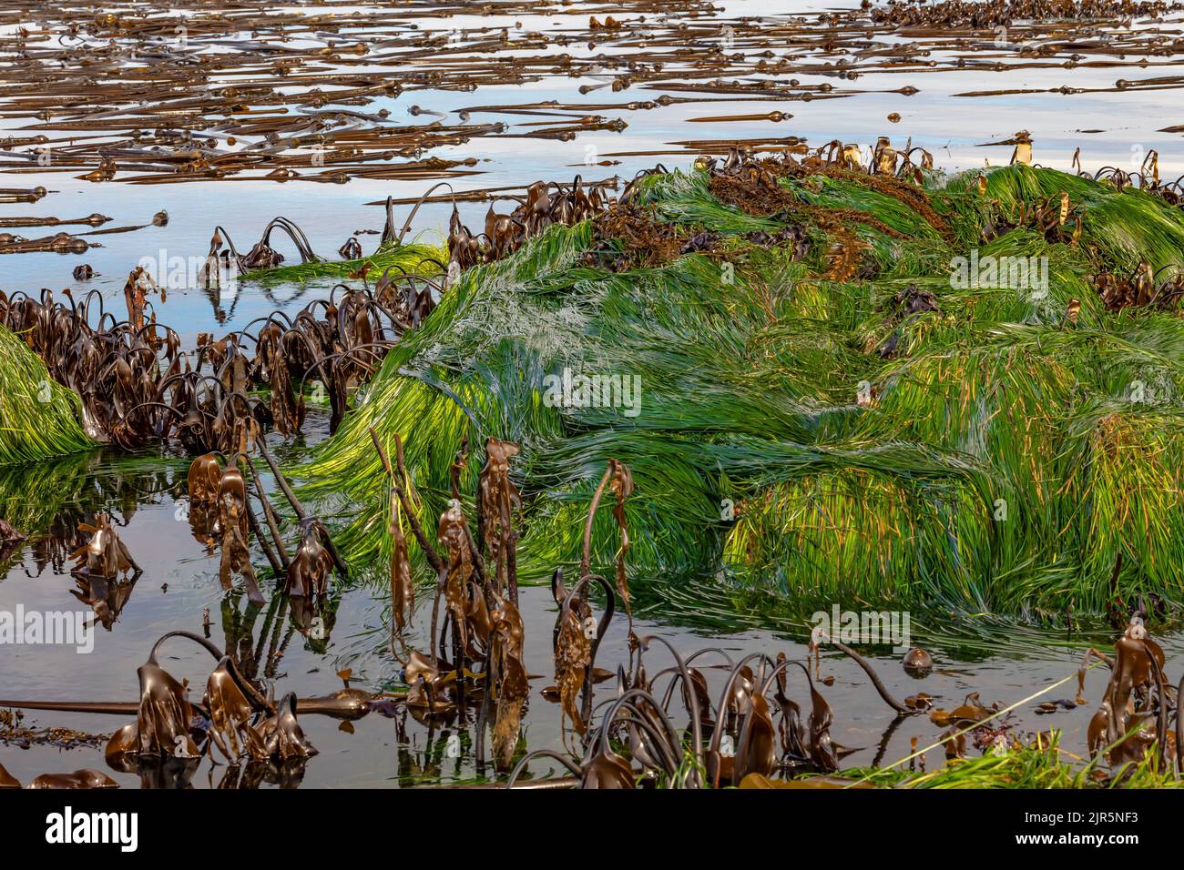 Scouler's surf grass hi-res stock photography and images - Alamy