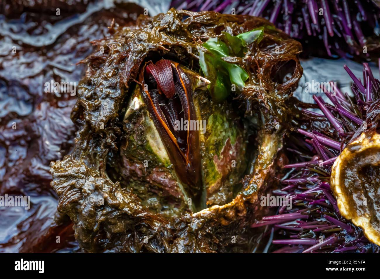 Giant Acorn Barnacle, Balanus nubilus, at Tongue Point in Salt Creek ...