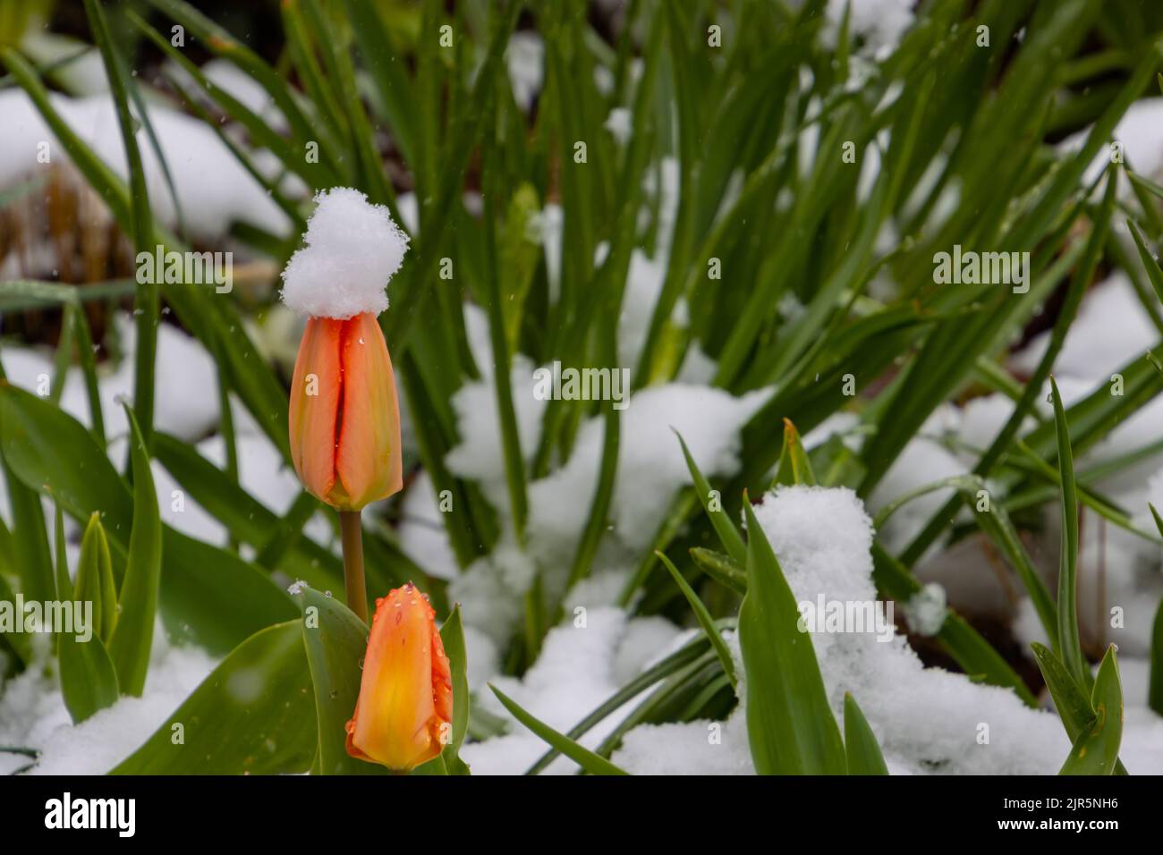Snow covering tulip in Spring Stock Photo - Alamy