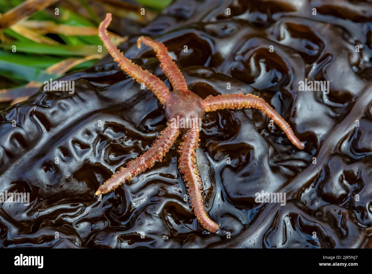 Daisy Brittle Star, Ophiopholis aculeata, at Tongue Point in Salt Creek ...