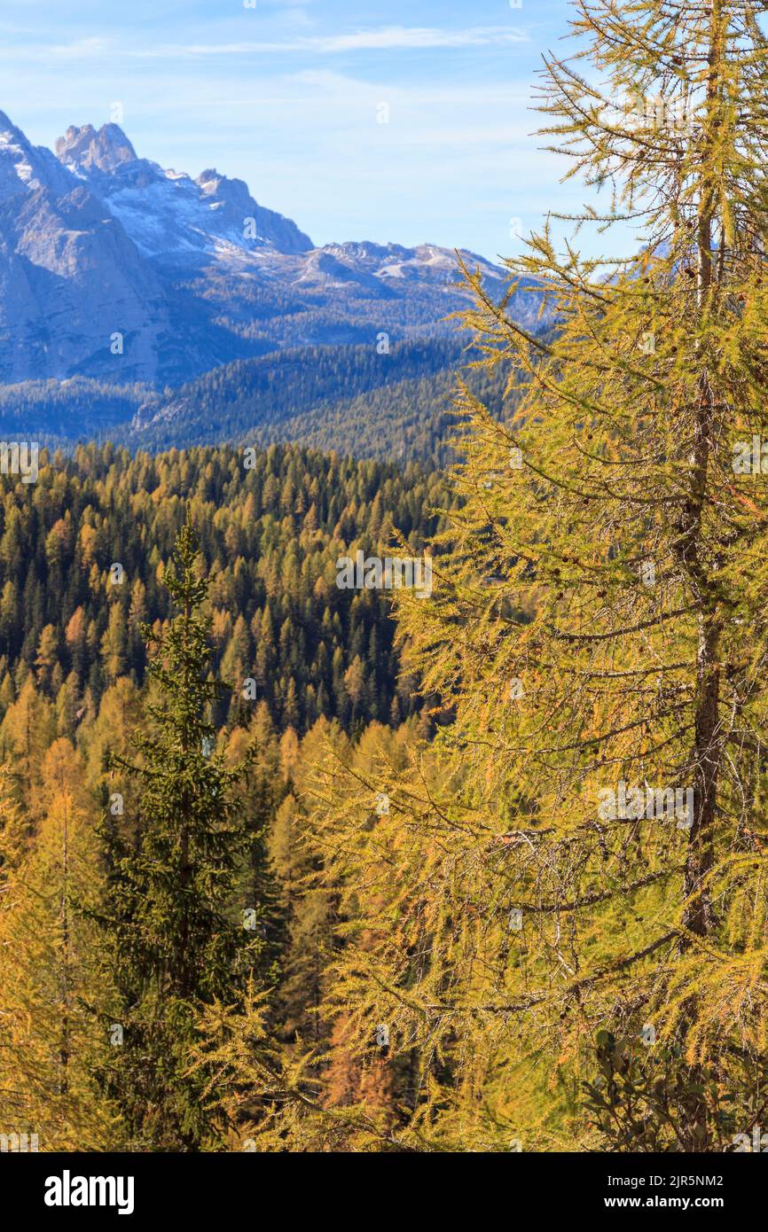 Aerial view of larch woodland in autumn hi-res stock photography and ...
