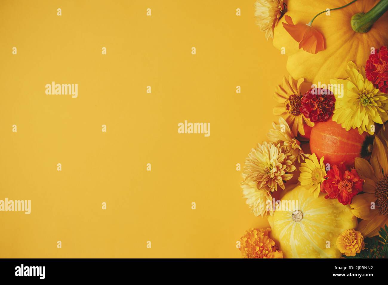 Colorful autumn flowers, pumpkins, pattypan squashes flat lay on yellow ...