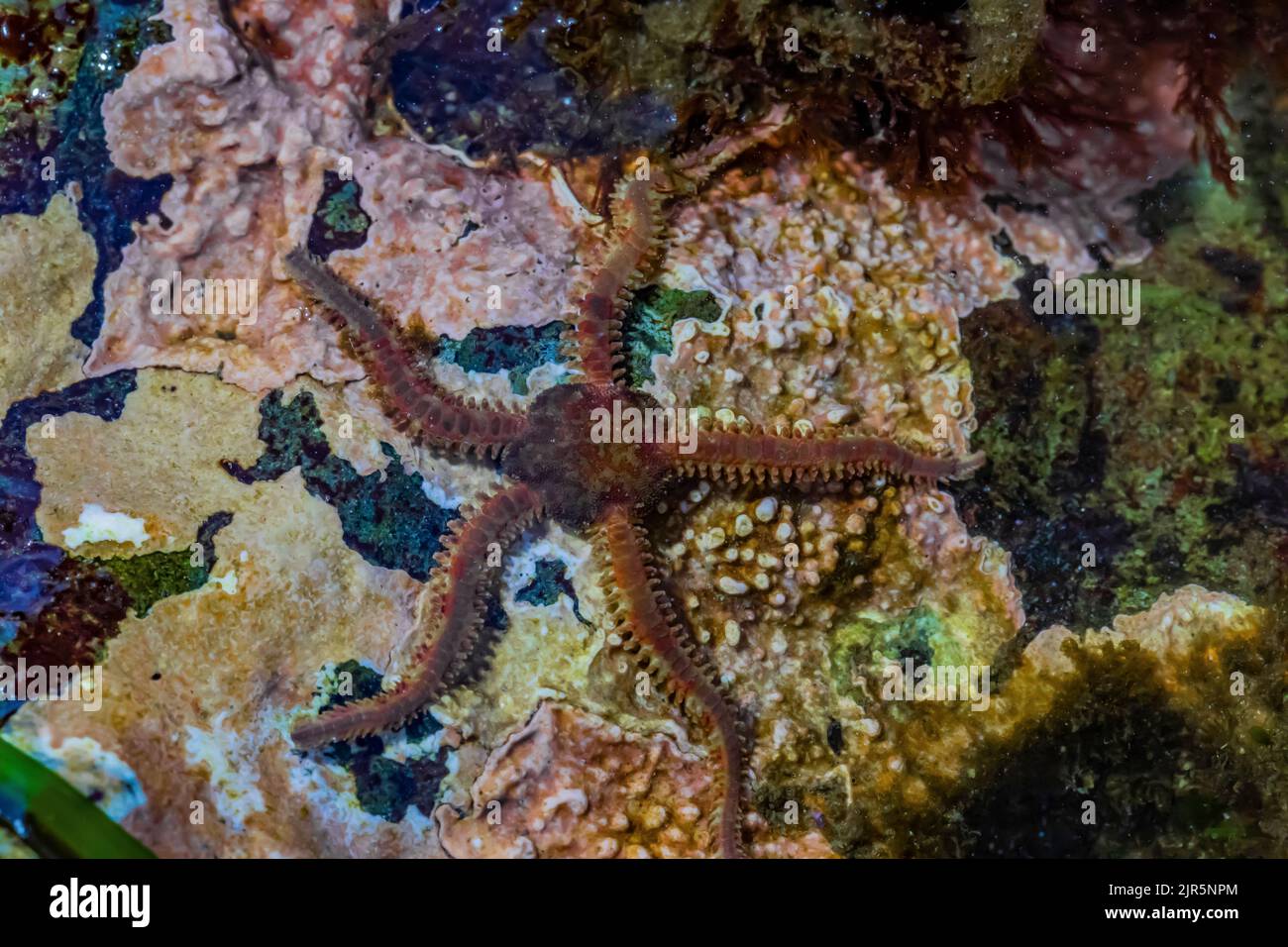 Daisy Brittle Star, Ophiopholis aculeata, at Tongue Point in Salt Creek ...