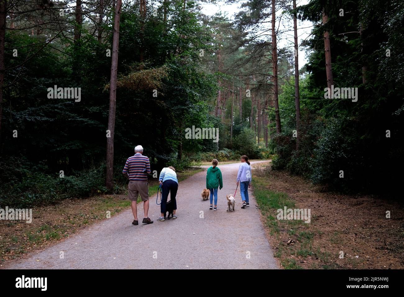 Bourne wood surrey hi-res stock photography and images - Alamy