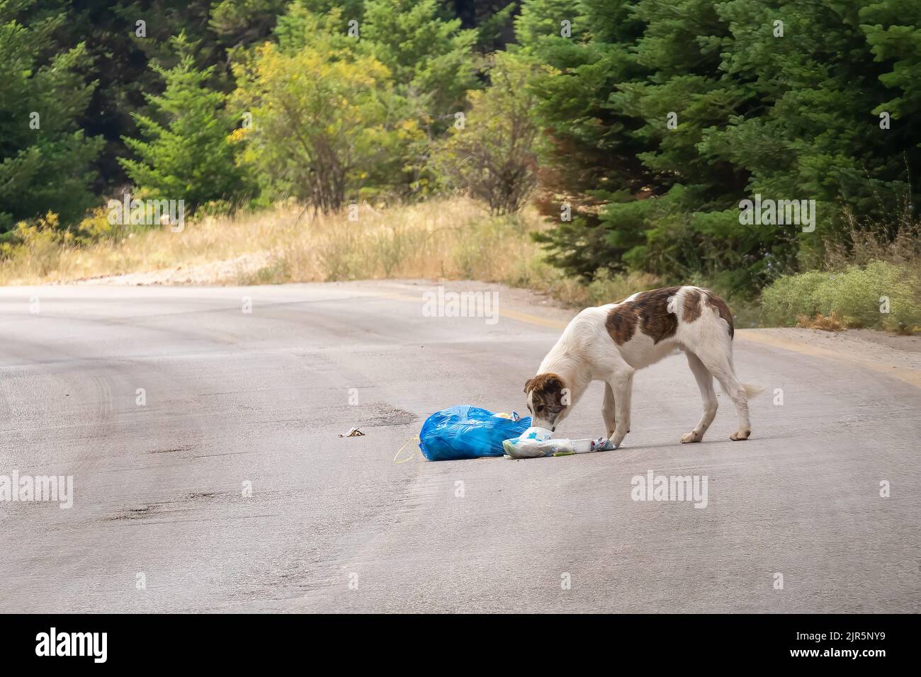 Stray dog searching for food in a garbage bag out in the streets Stock ...