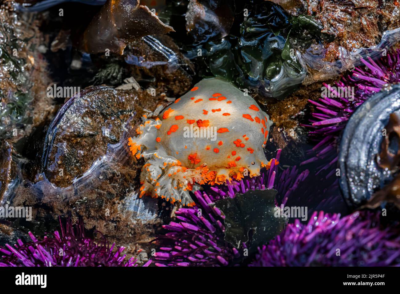Clown Dorid, Triopha catalinae, with Purple Sea Urchins at Tongue Point ...