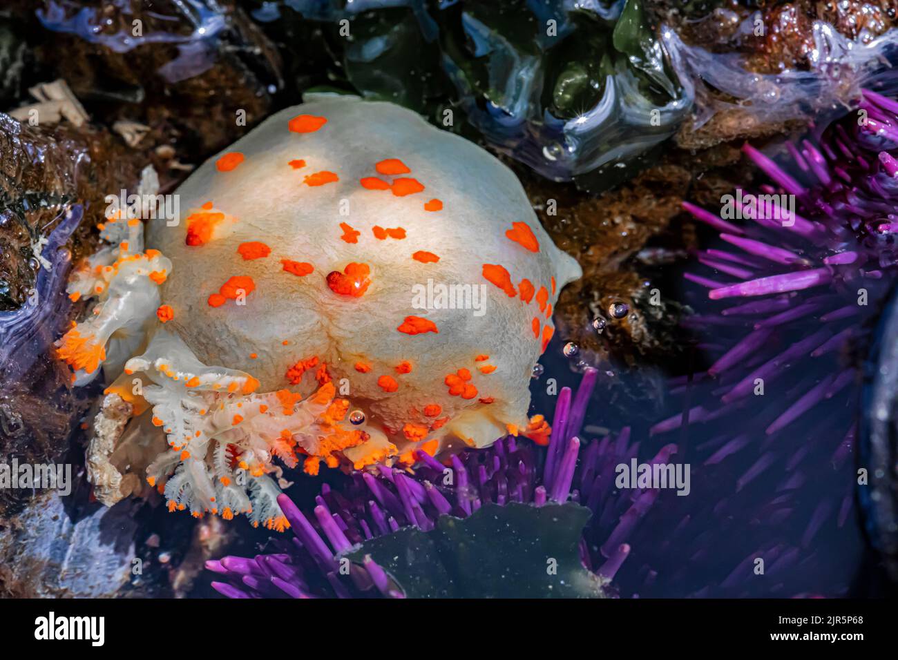 Clown Dorid, Triopha catalinae, with Purple Sea Urchins at Tongue Point ...