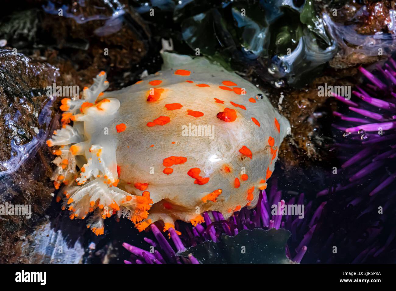 Clown Dorid, Triopha catalinae, with Purple Sea Urchins at Tongue Point ...