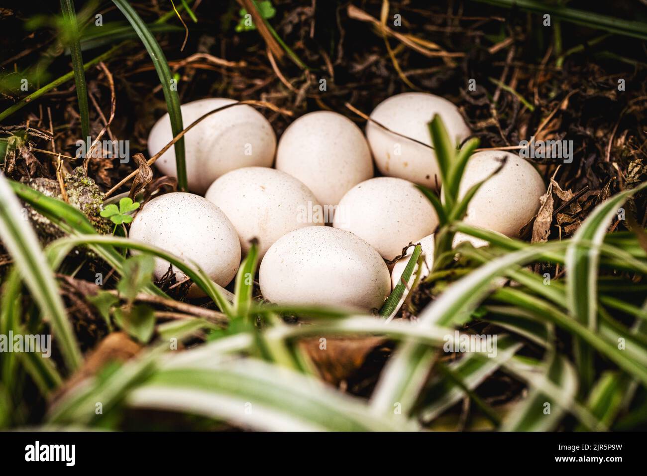 free range hens eggs nest, in the open air, eggs in nature, real hen's ...