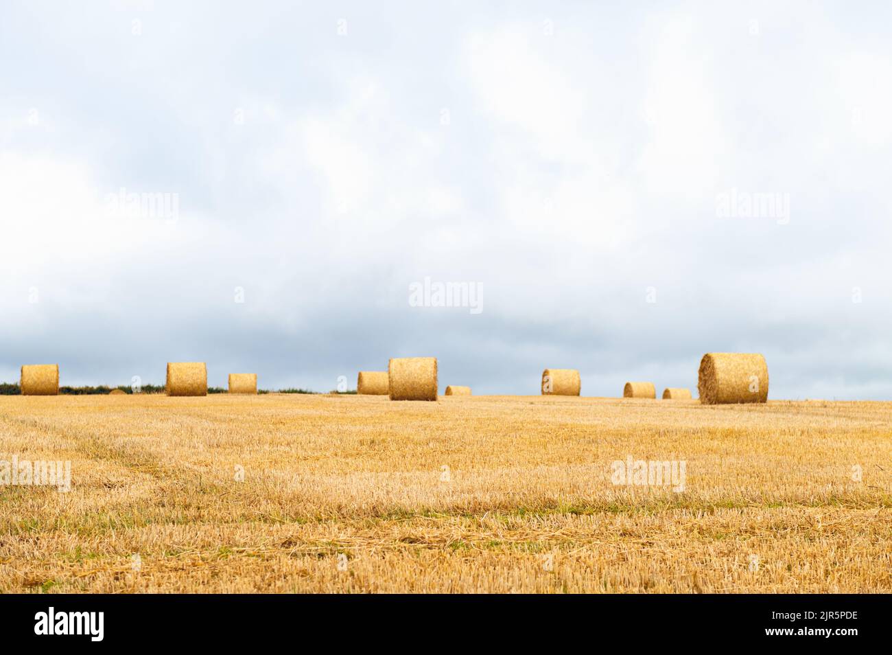 Hay rolls in the field Stock Photo - Alamy