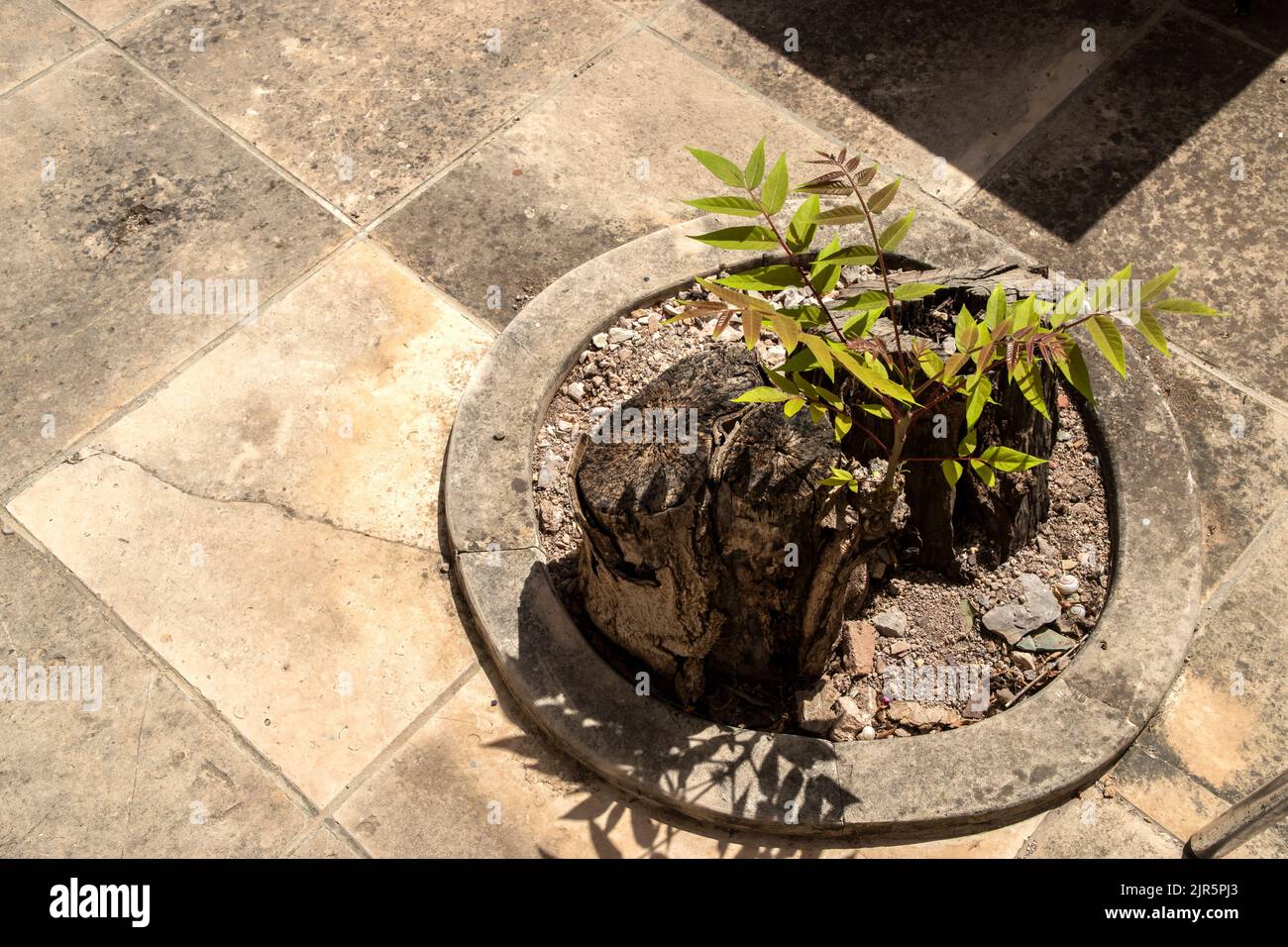 Tree stump shoot grow growing hi-res stock photography and images - Alamy