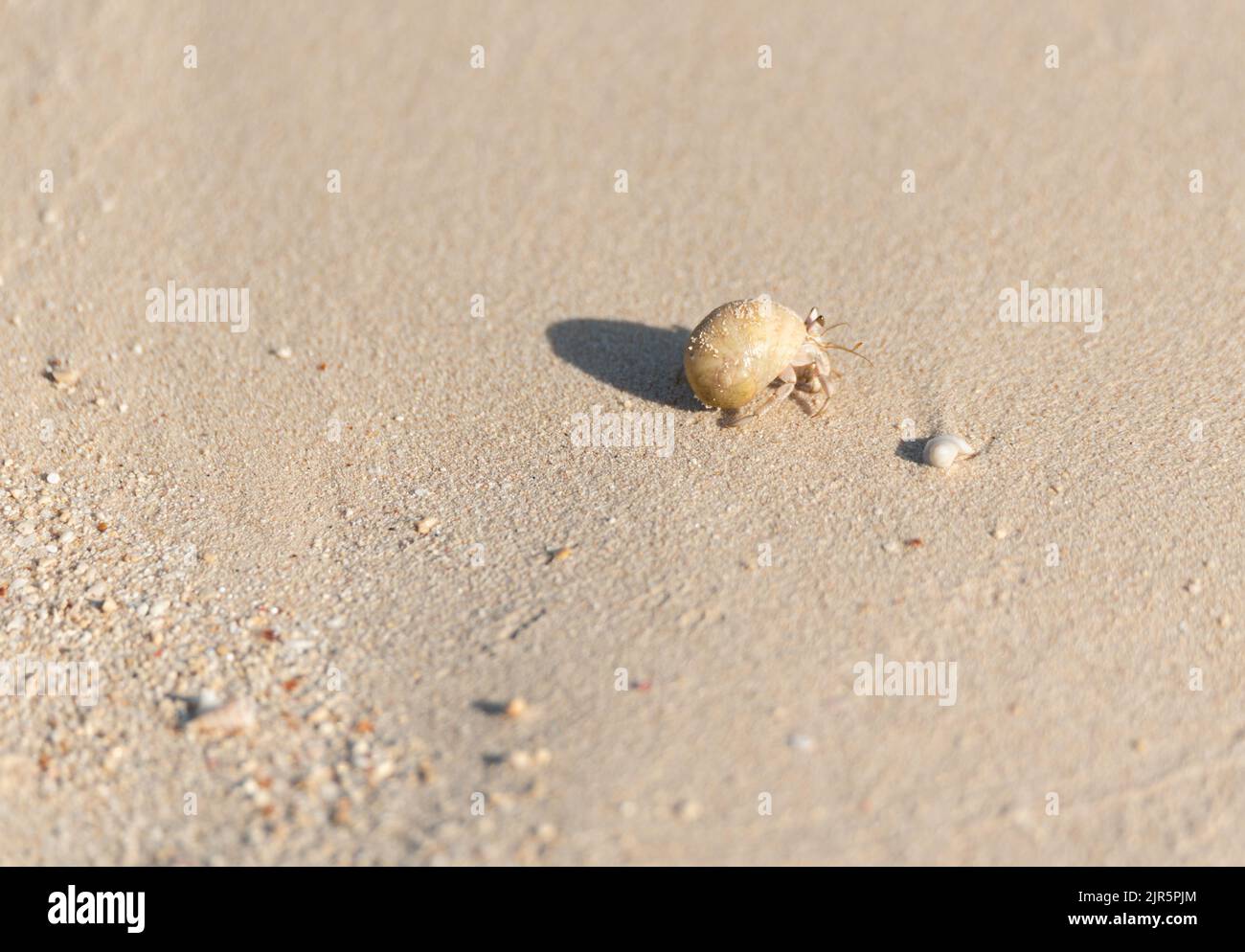 Little crab in a white shell on the sand. Animals on the beach in Egypt ...