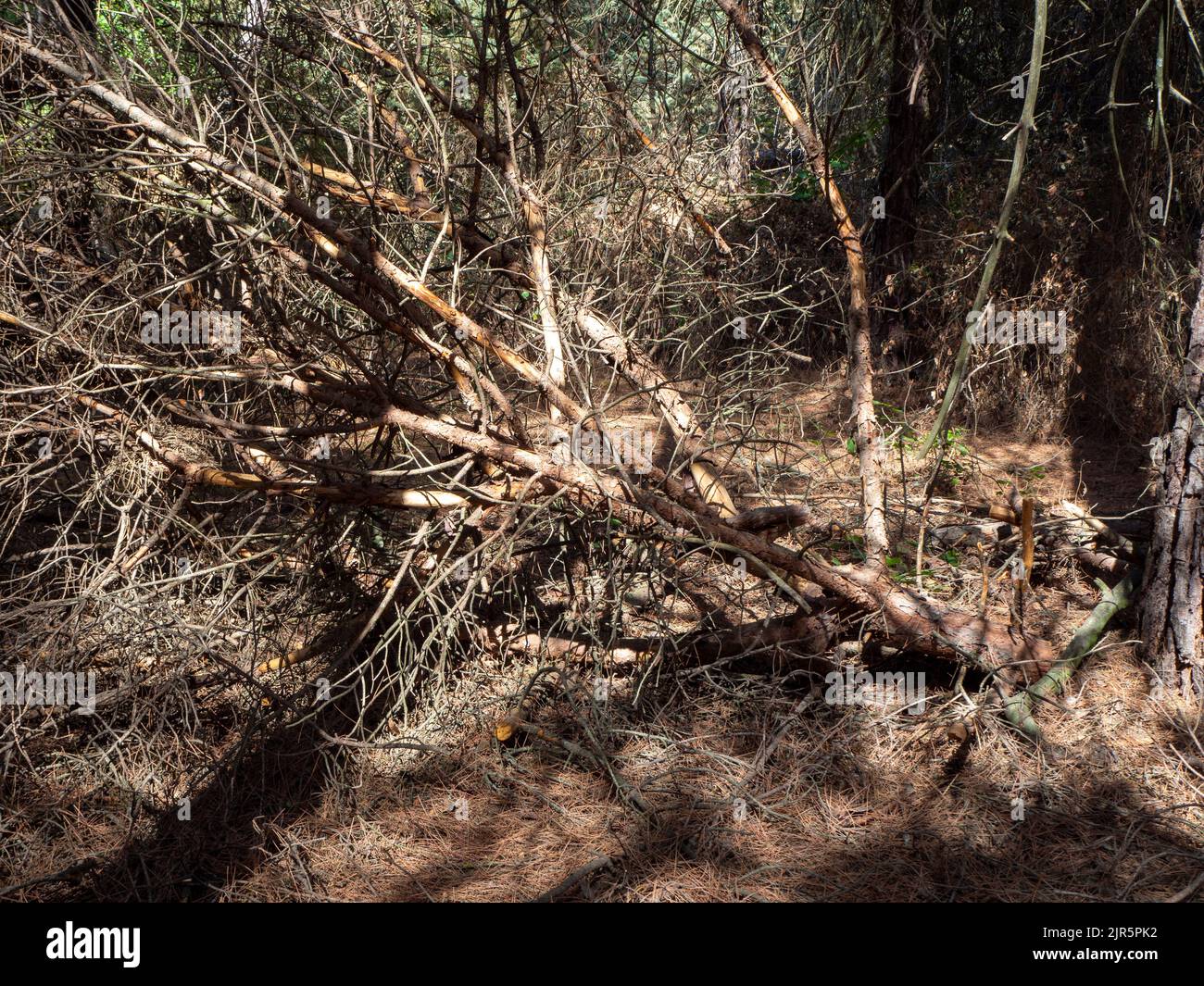 Climate change image of a reservoir with a dry tree branch. Concept of ...