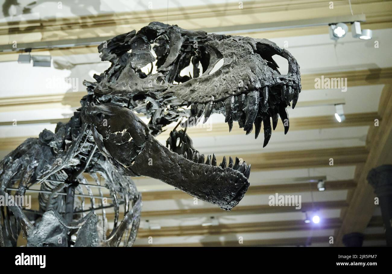 Berlin, Germany. 22nd Aug, 2022. The skeleton of the Tyrannosaurus rex ...