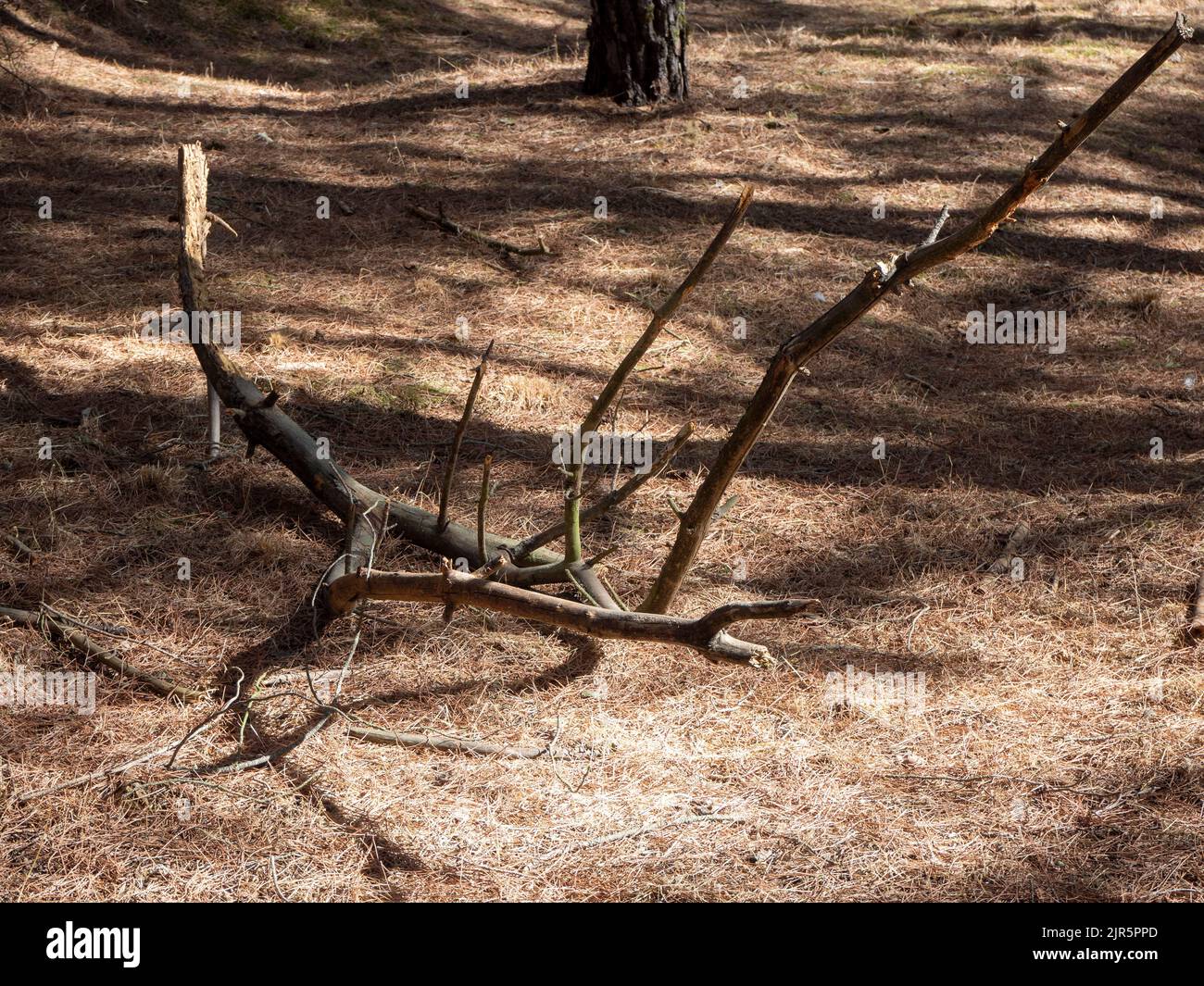 Climate change image of a reservoir with a dry tree branch. Concept of ...