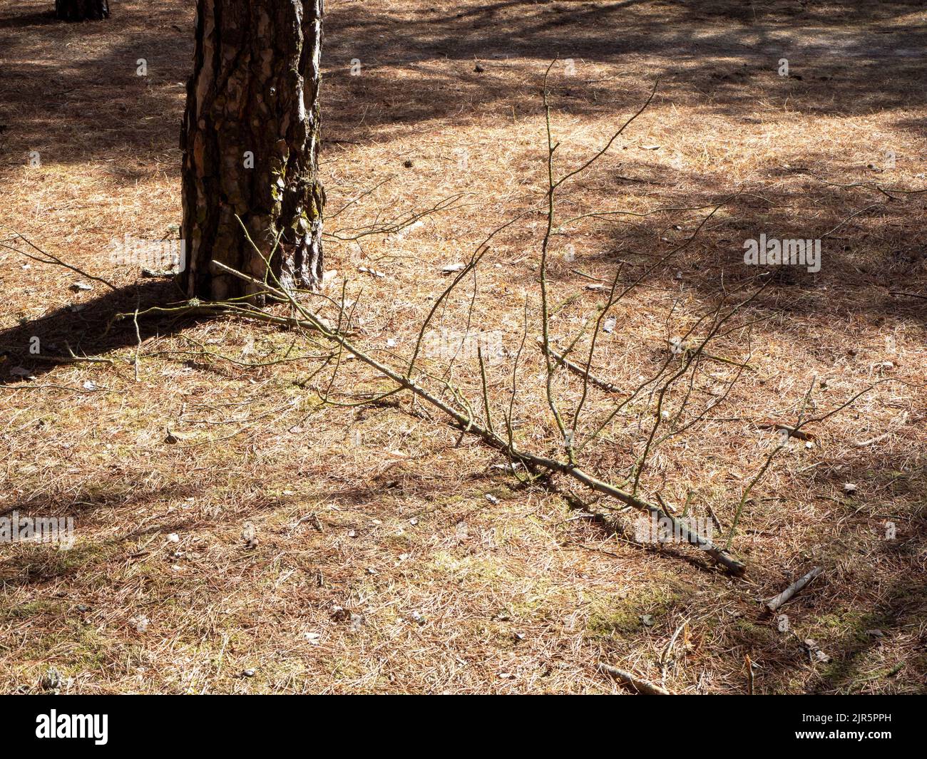 Climate change image of a reservoir with a dry tree branch. Concept of ...