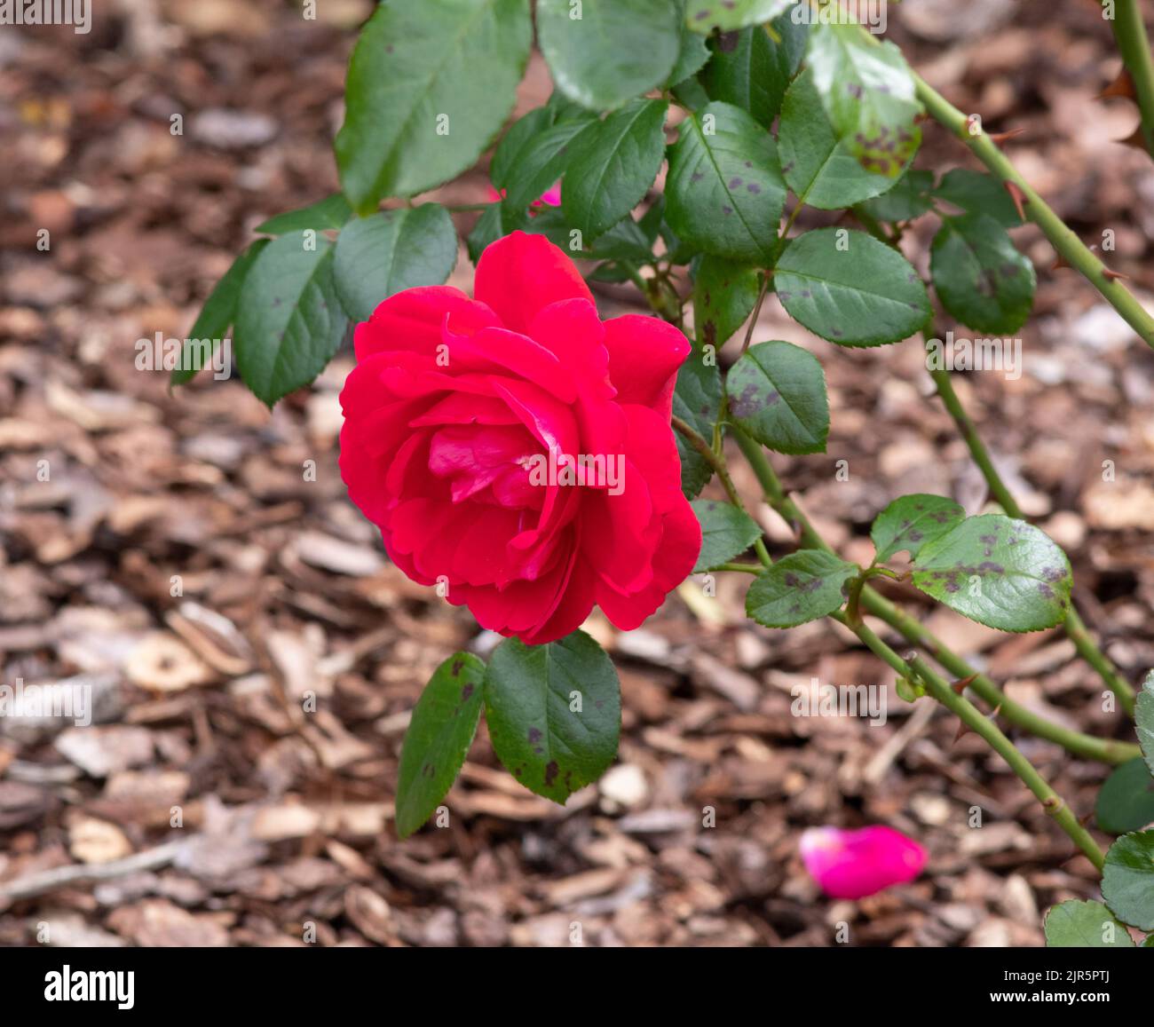 Rosa park hi-res stock photography and images - Alamy